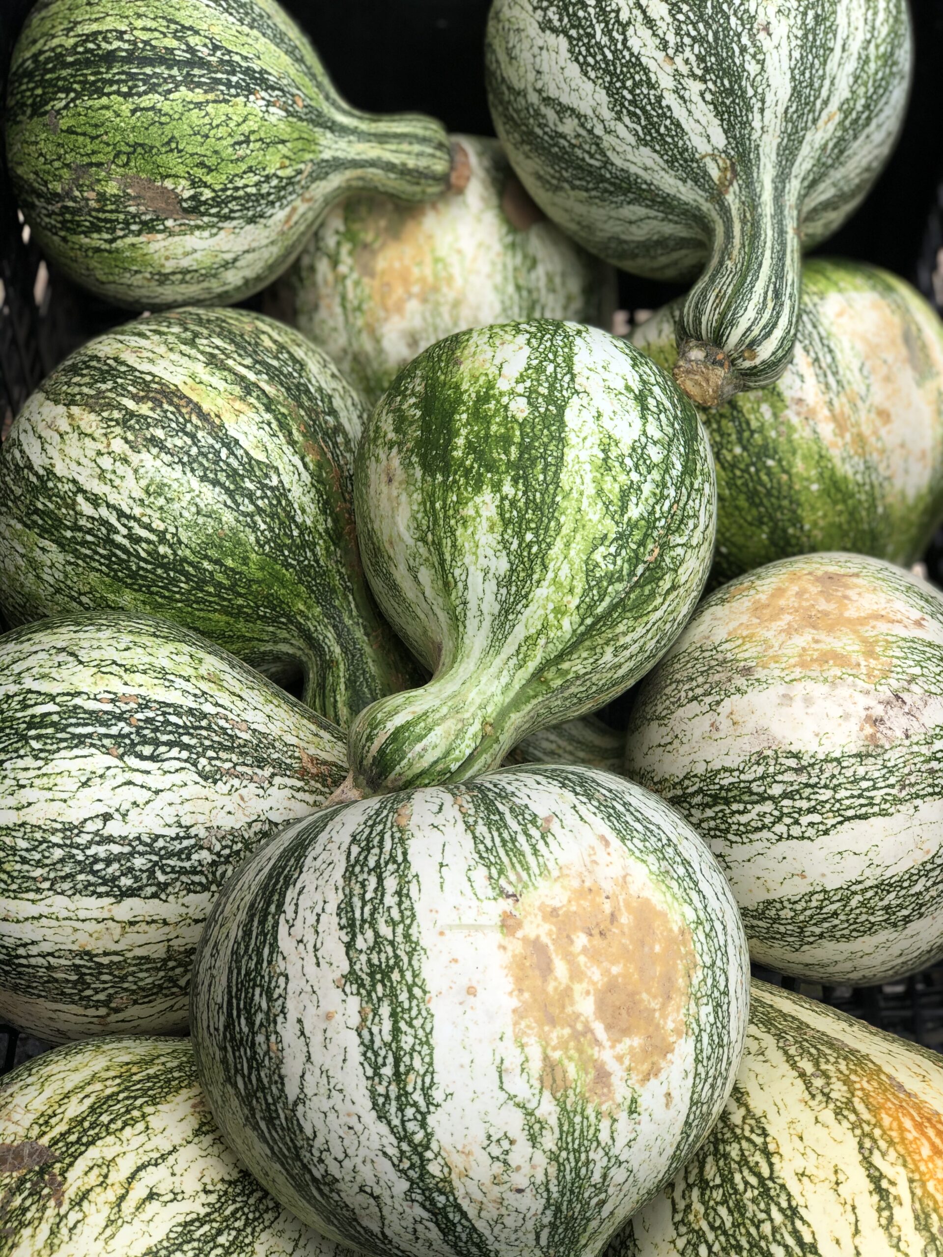 Cushaw Squash, Corn & Pepper Soup The Flourishing Times