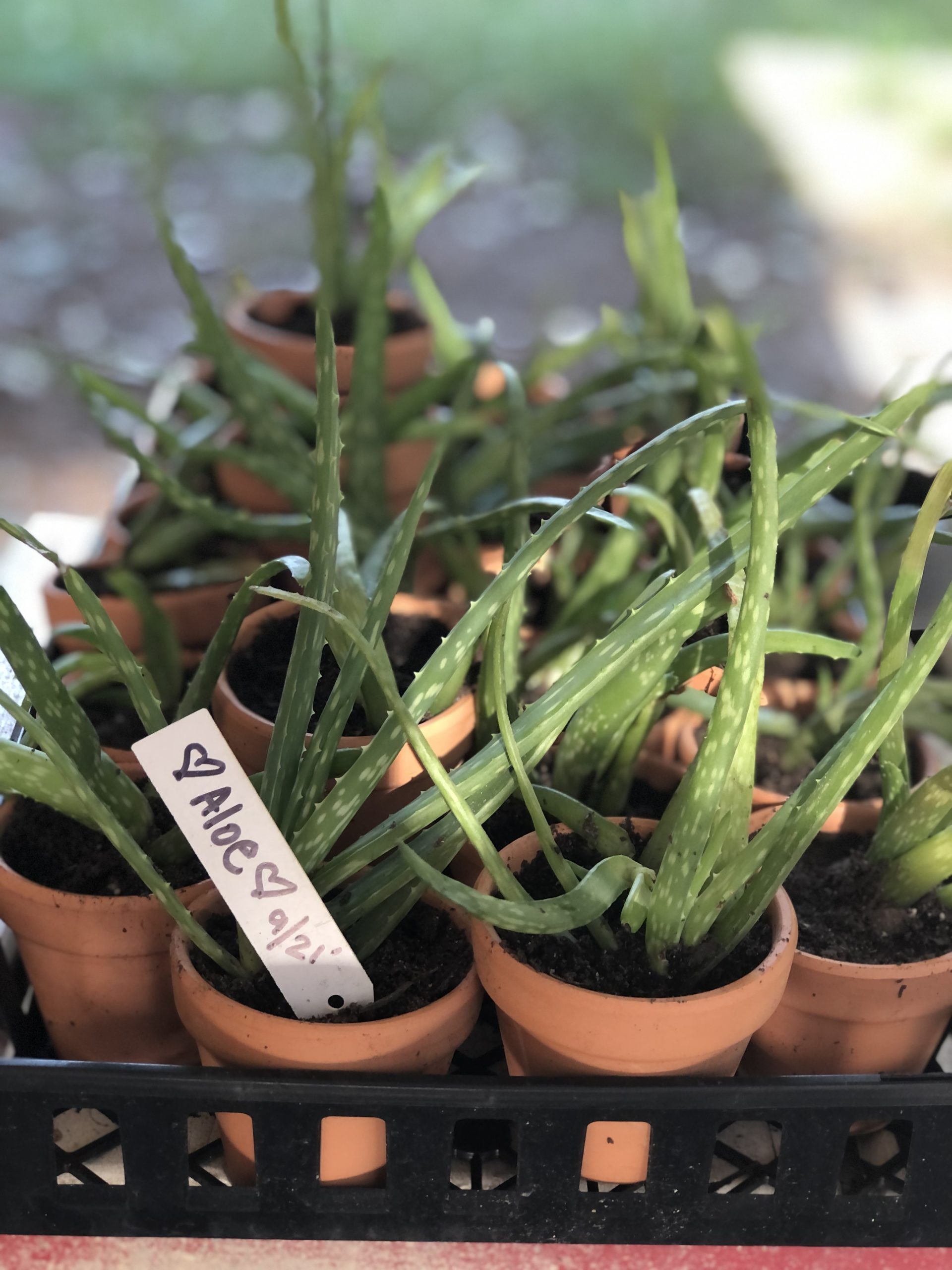 Aloe and the Healing Power of Community The Flourishing Times